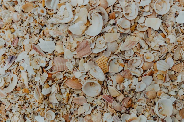Florida sea shells Stock Photos, Royalty Free Florida sea shells Images ...