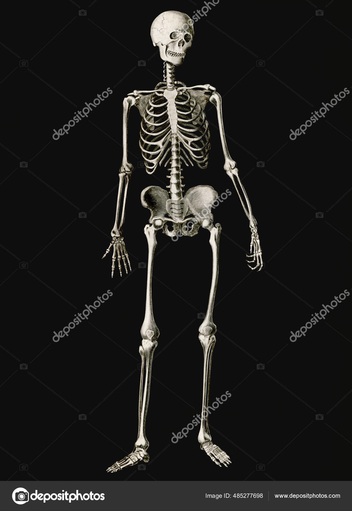 Vintage Illustration Human Skeleton — Stock Photo © Rawpixel #485277698