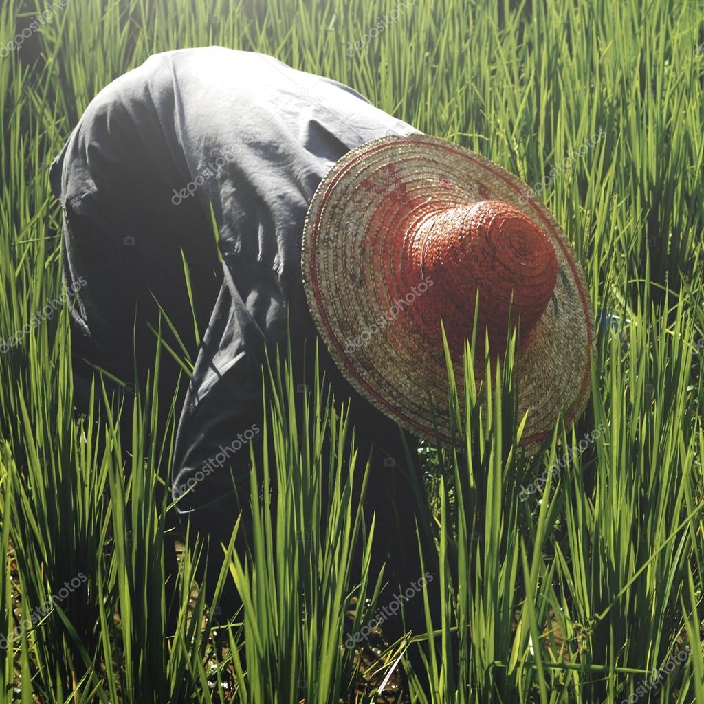 Asian Farmer Harvesting Rice — Stock Photo © Rawpixel #91313266