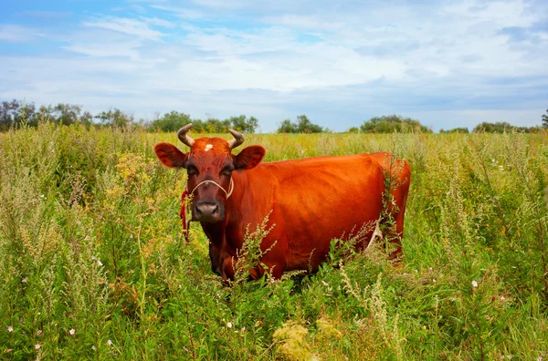 Bovino rojo Stock Photos, Royalty Free Bovino rojo Images | Depositphotos