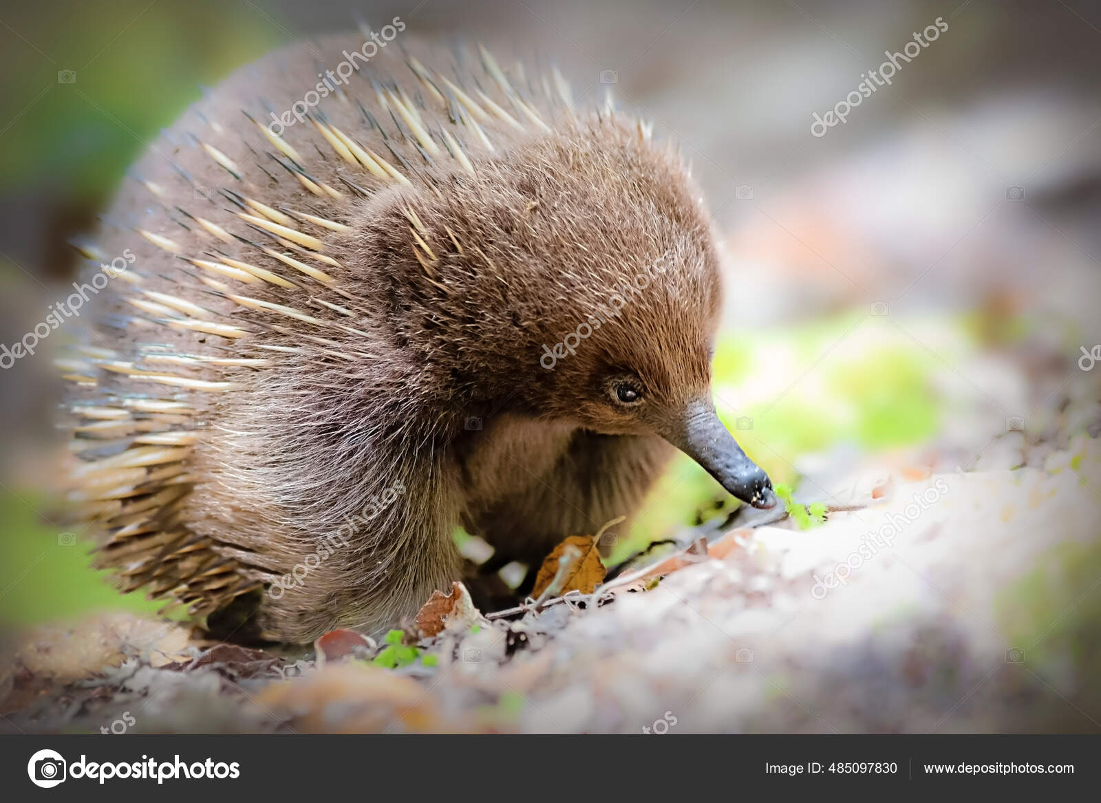 Do Anteaters Lay Eggs