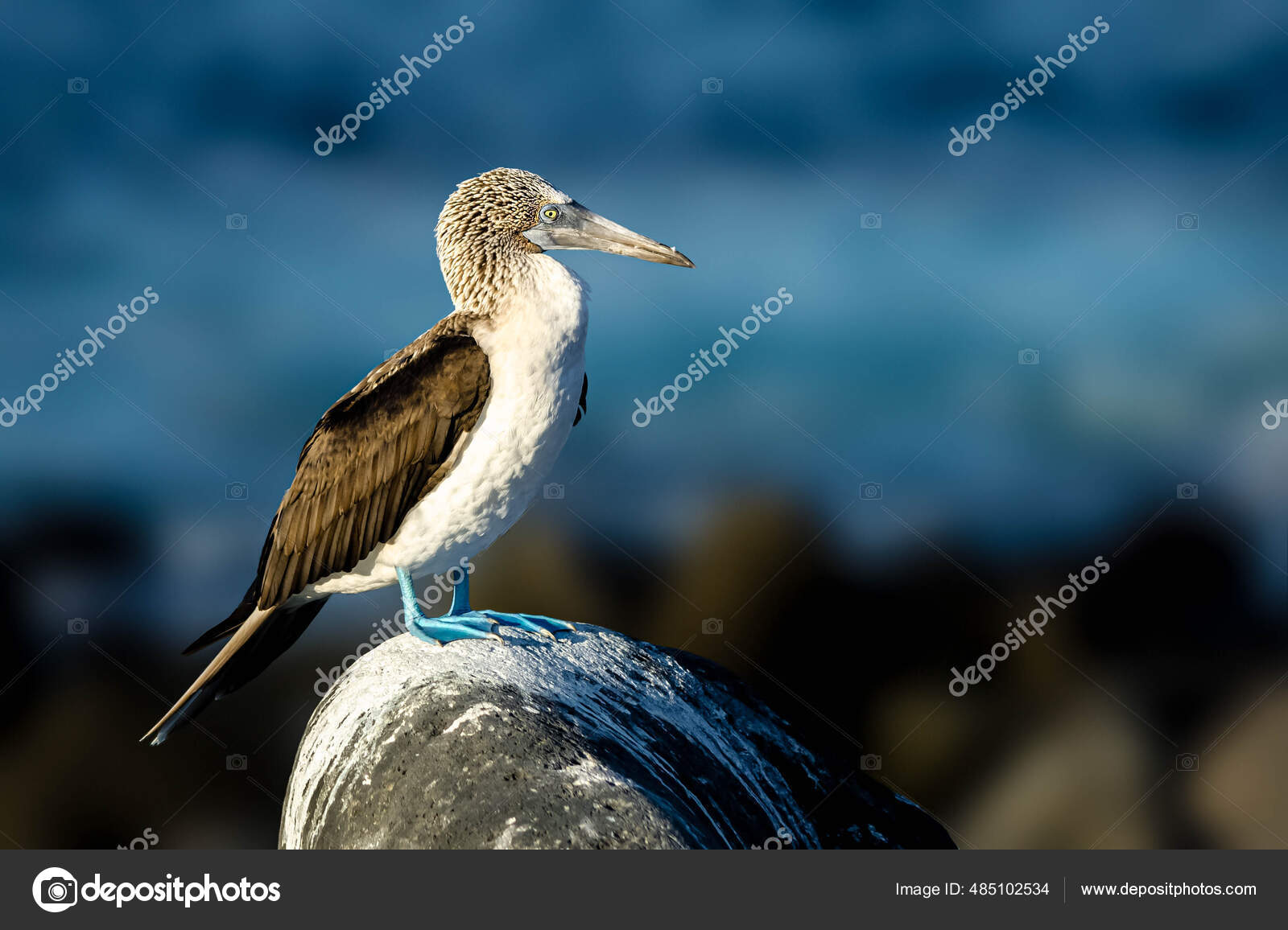 Blue Footed Boobies One Three Booby Species Distinctive Feature ...