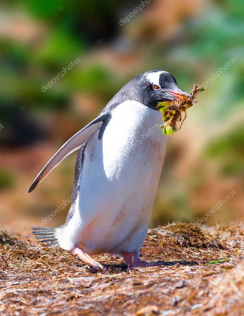 Gentoo Penguin trabajando duro en la construcción de un nido 2024