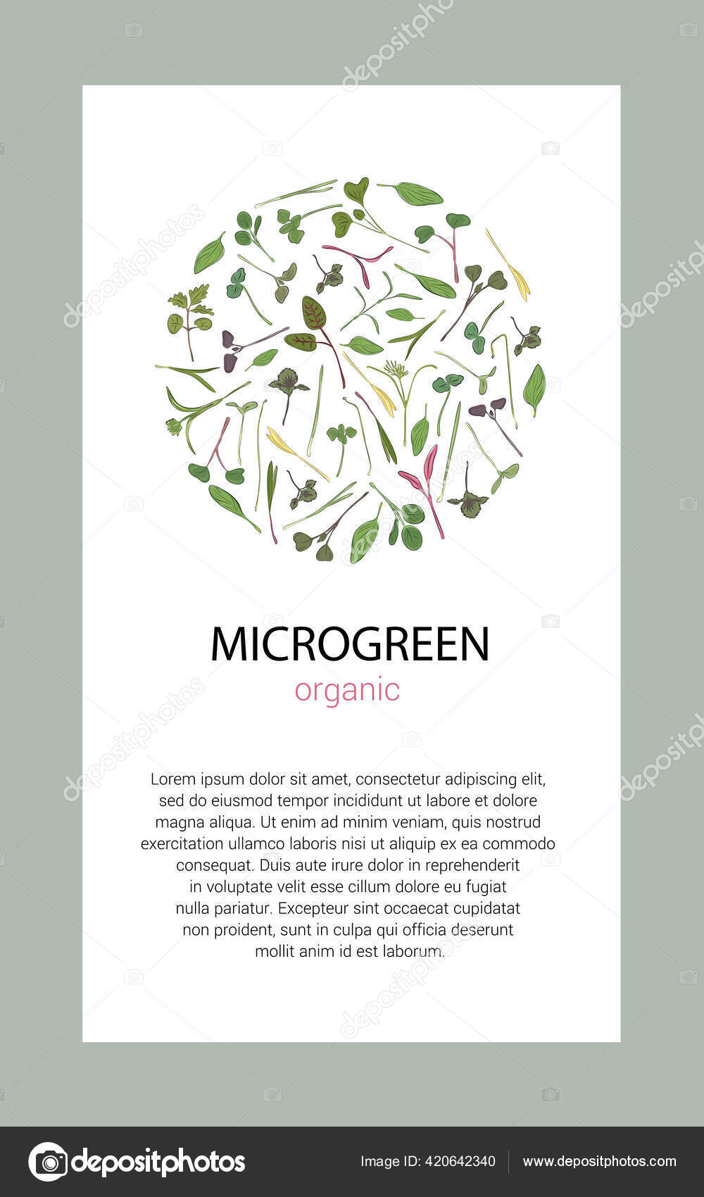 Vector Graphic Frames Templates Microgreens Herbs Peas Sunflowers ...