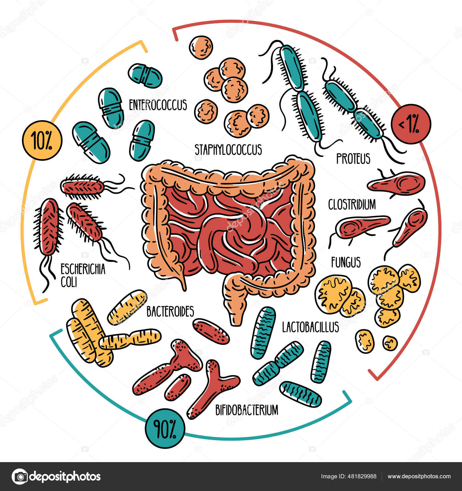 Infografia vetorial da microbiota intestinal humana imagem vetorial de ...
