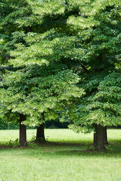 A tree Stock Photos, Royalty Free A tree Images | Depositphotos