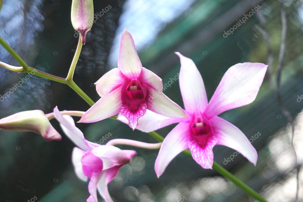 Las Orchidaceae son una familia diversa y extendida de plantas con ...