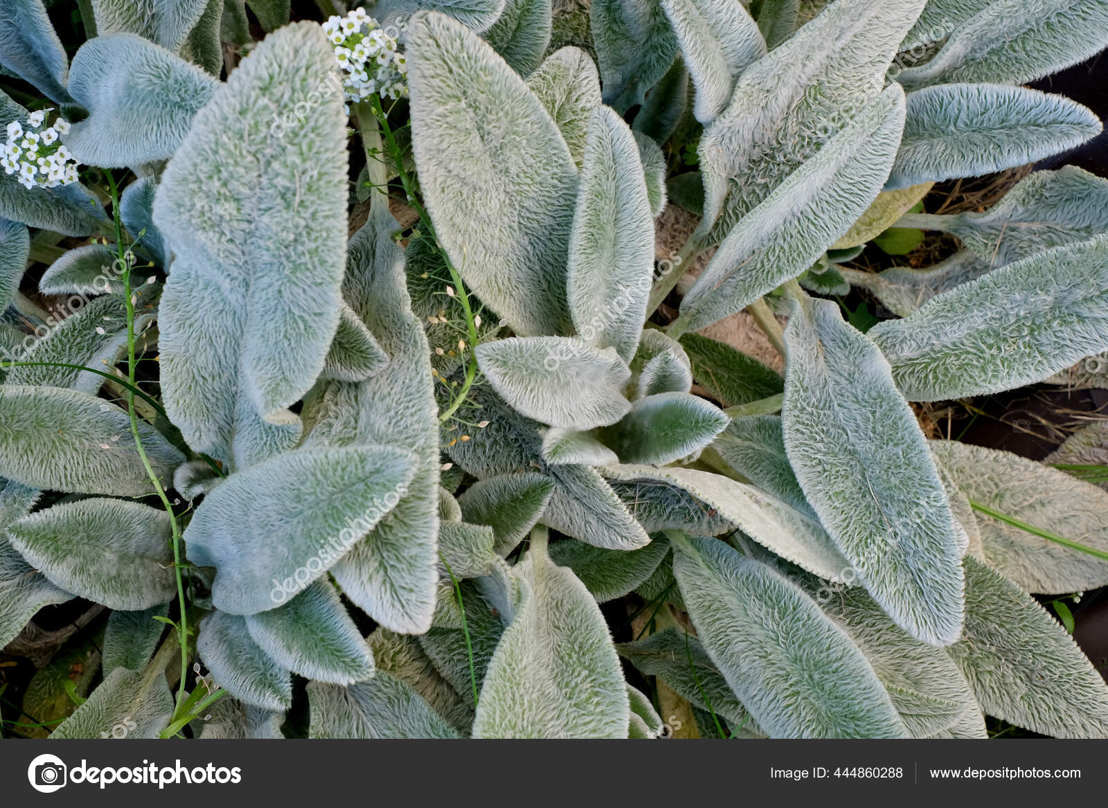 Stachys lanata, stachys olympica or young leaves of lambs ear plants ...