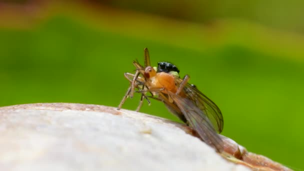 2,263 Monster eye Videos, Royalty-free Stock Monster eye Footage ...