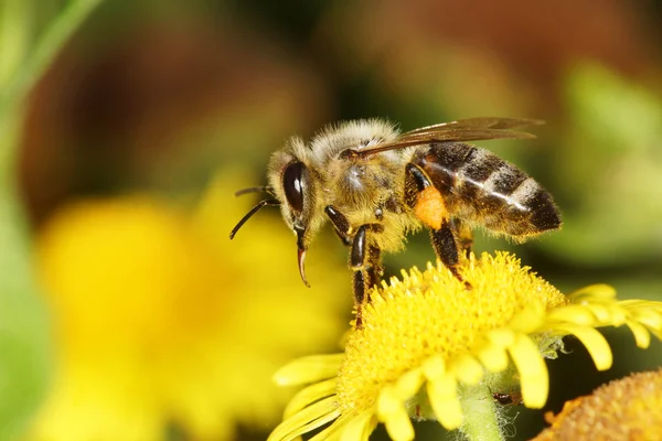 Honey bee — Stock Photo © Dimijana #26345327