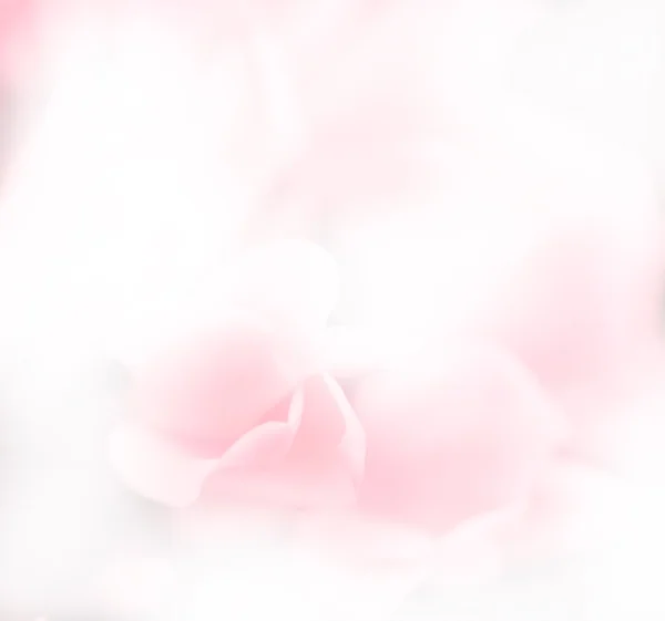 Free Soft Flower Background Images | Best Flower Site