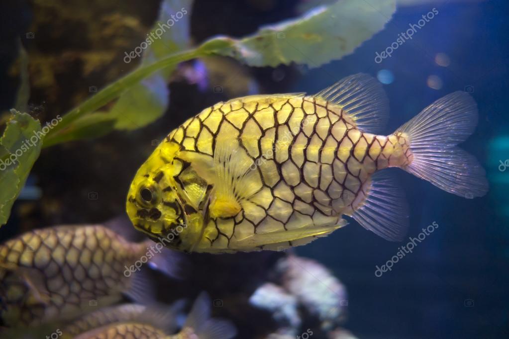 Un pez piña: fotografía de stock © siiixth #105460404 | Depositphotos
