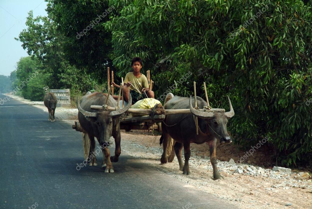 Buffalo carts towed in Myanmar field. – Stock Editorial Photo ...