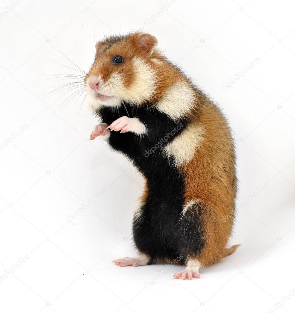 Salvaje manchado un hámster agresivo de pie en las patas traseras y ...