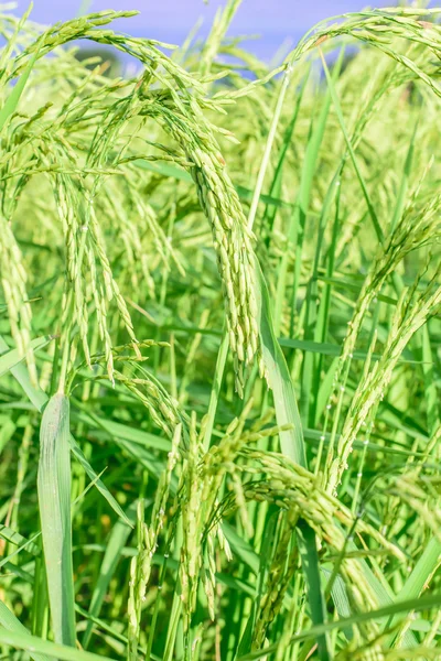 Rice plant Images - Search Images on Everypixel