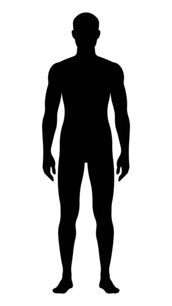 Muscular silhouette Imágenes Vectoriales, Gráfico Vectorial de Muscular ...