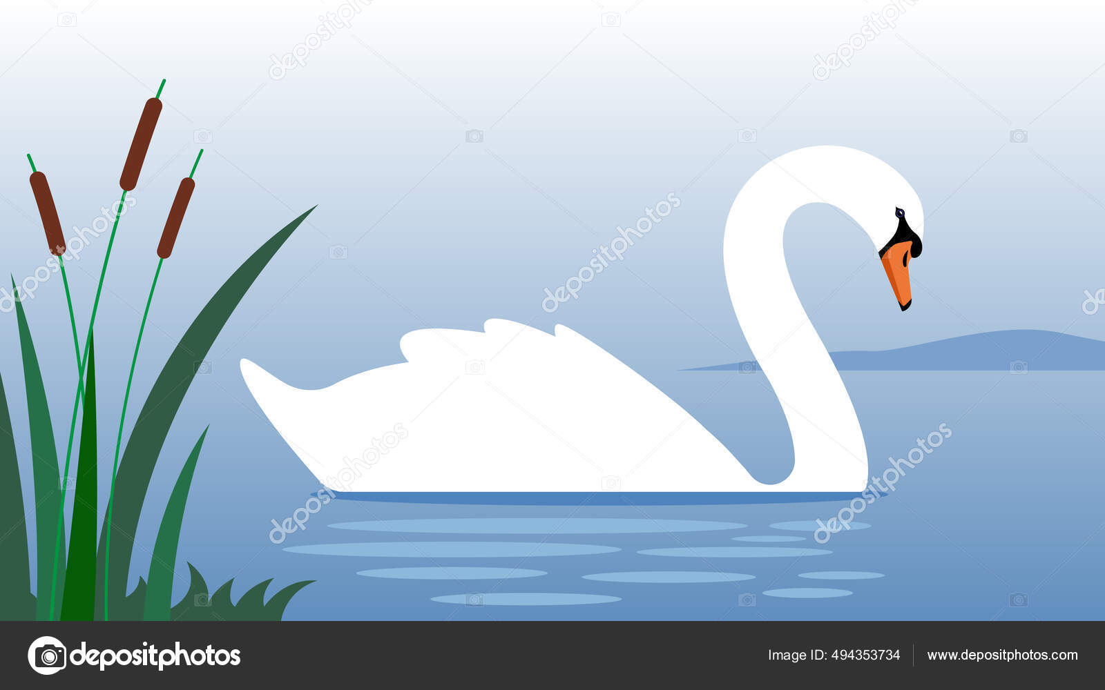 White Swan Cygnet Floats Blue Pond Silhouette White Swan Long Stock ...