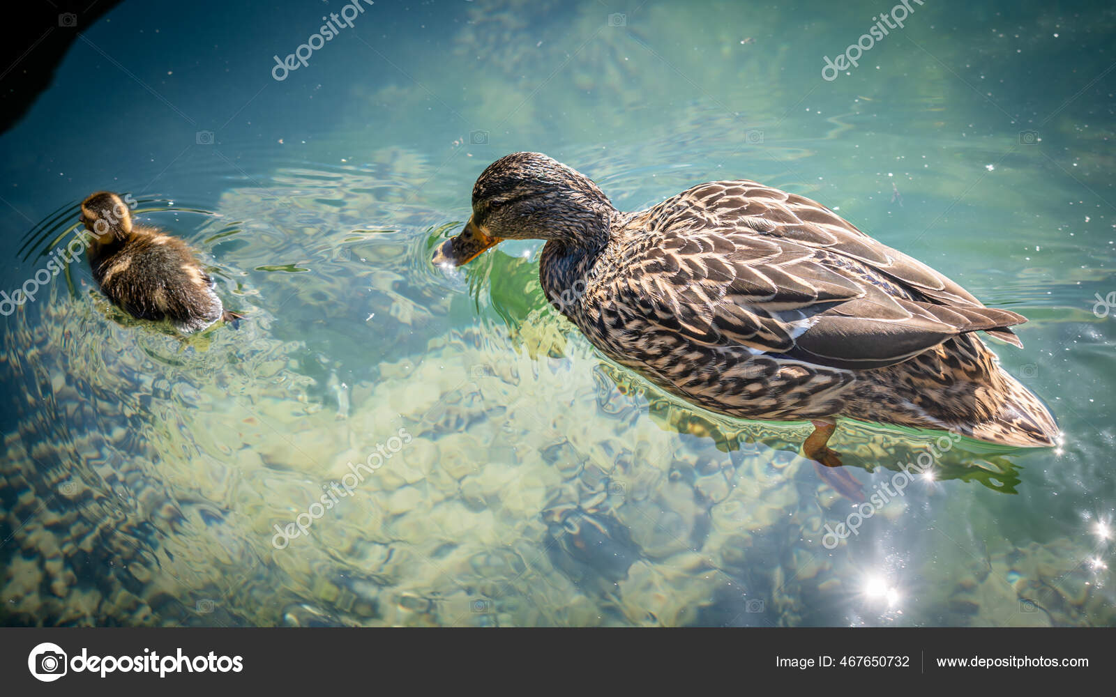 One Adult Female Mandarin Duck Ducklings Aix Galericulata Swimming Lake ...