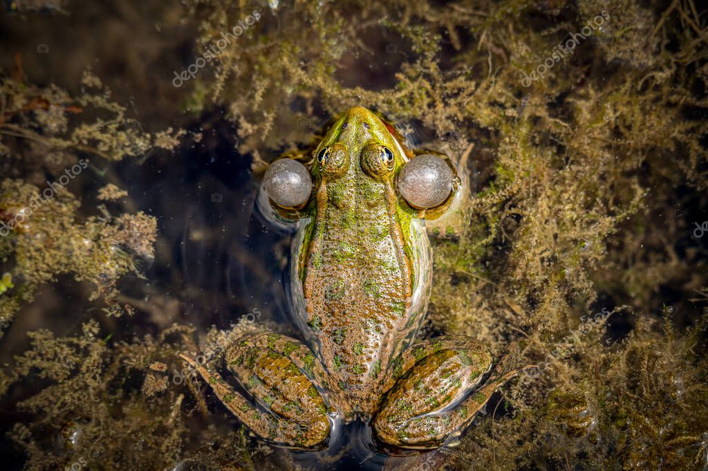 Una rana de piscina macho reproductora con sacos vocales a ambos lados ...