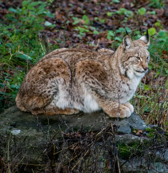 Chat sauvage de lynx Stock Photos, Royalty Free Chat sauvage de lynx ...