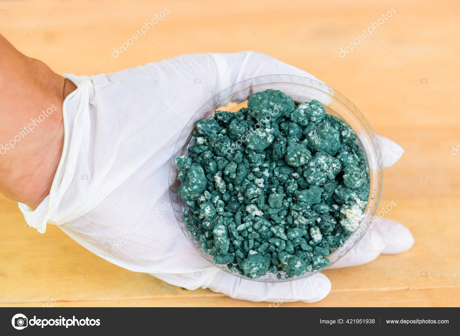 Primer Plano Trichoderma Harzianum Mano Uso Para Proteger Planta Hongos ...