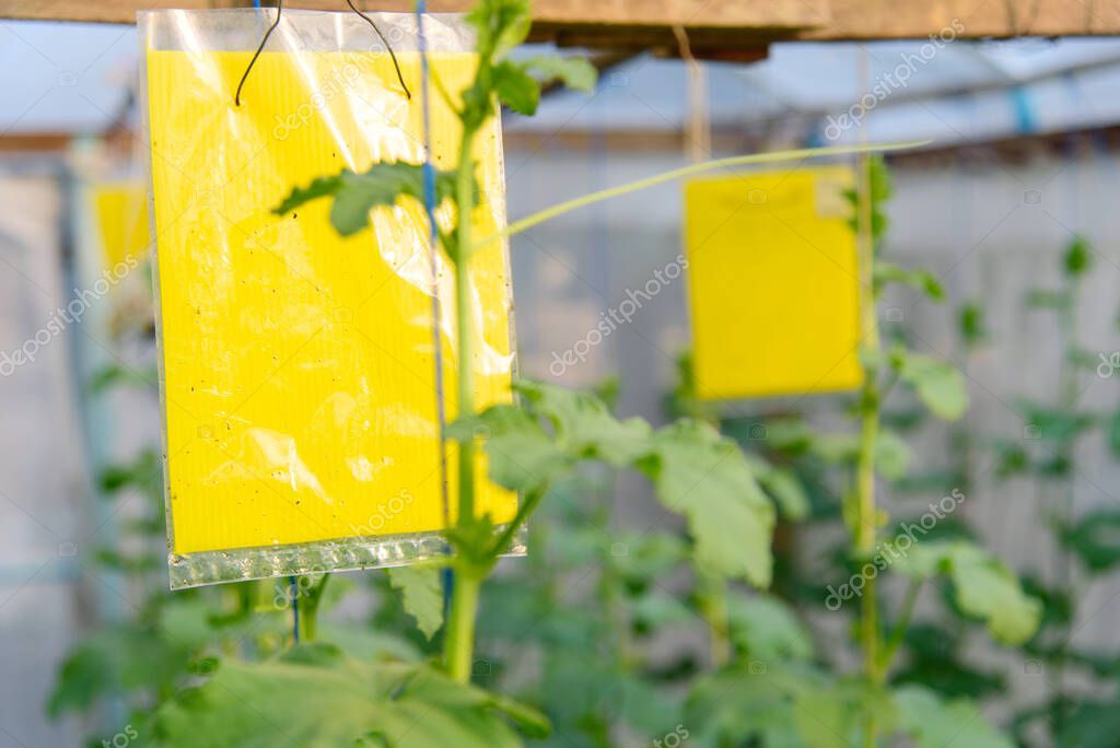Primer plano de la trampa de insectos / D.I.Y Amarillo trampa de cartón ...