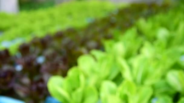 583 Hydroponics system Videos, Royalty-free Stock Hydroponics system ...