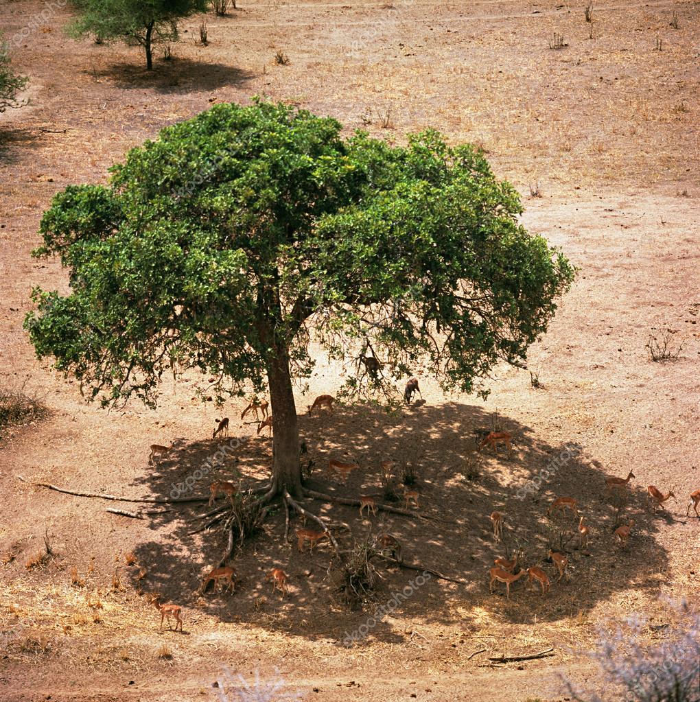 Impala under the tree — Stock Photo © Gi0572 #116700092
