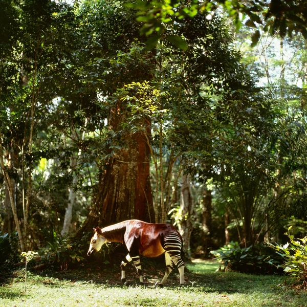 Imágenes de Selva del congo libres de derechos | Depositphotos