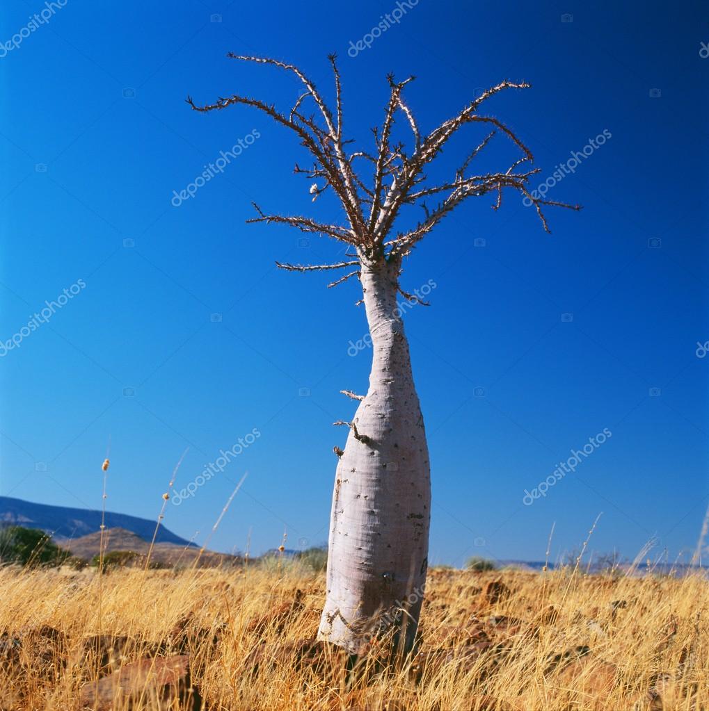 African Bottle Tree