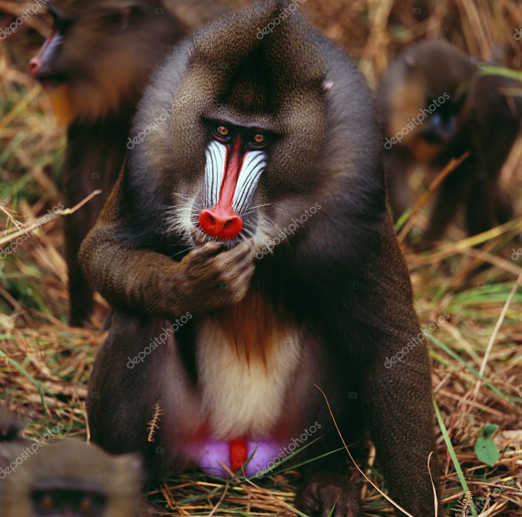 Mandrill close-up portrait Stock Photo by ©Gi0572 82363010