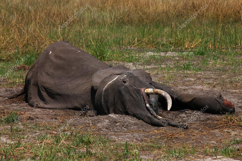 Dead Elephant Standing