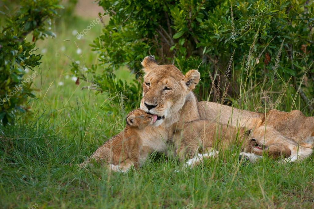 Lioness and her little lion cubs — Stock Photo © Gi0572 #85472136