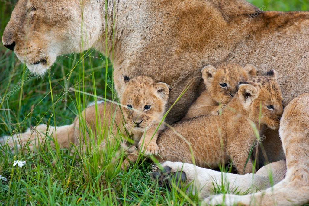 Lioness and her little lion cubs — Stock Photo © Gi0572 #85472146