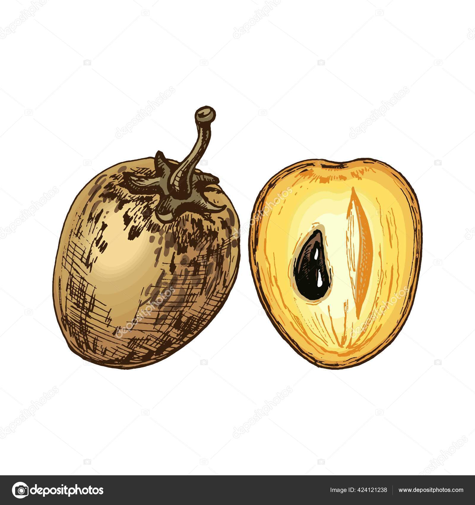 Sapodilla Fruit Drawing
