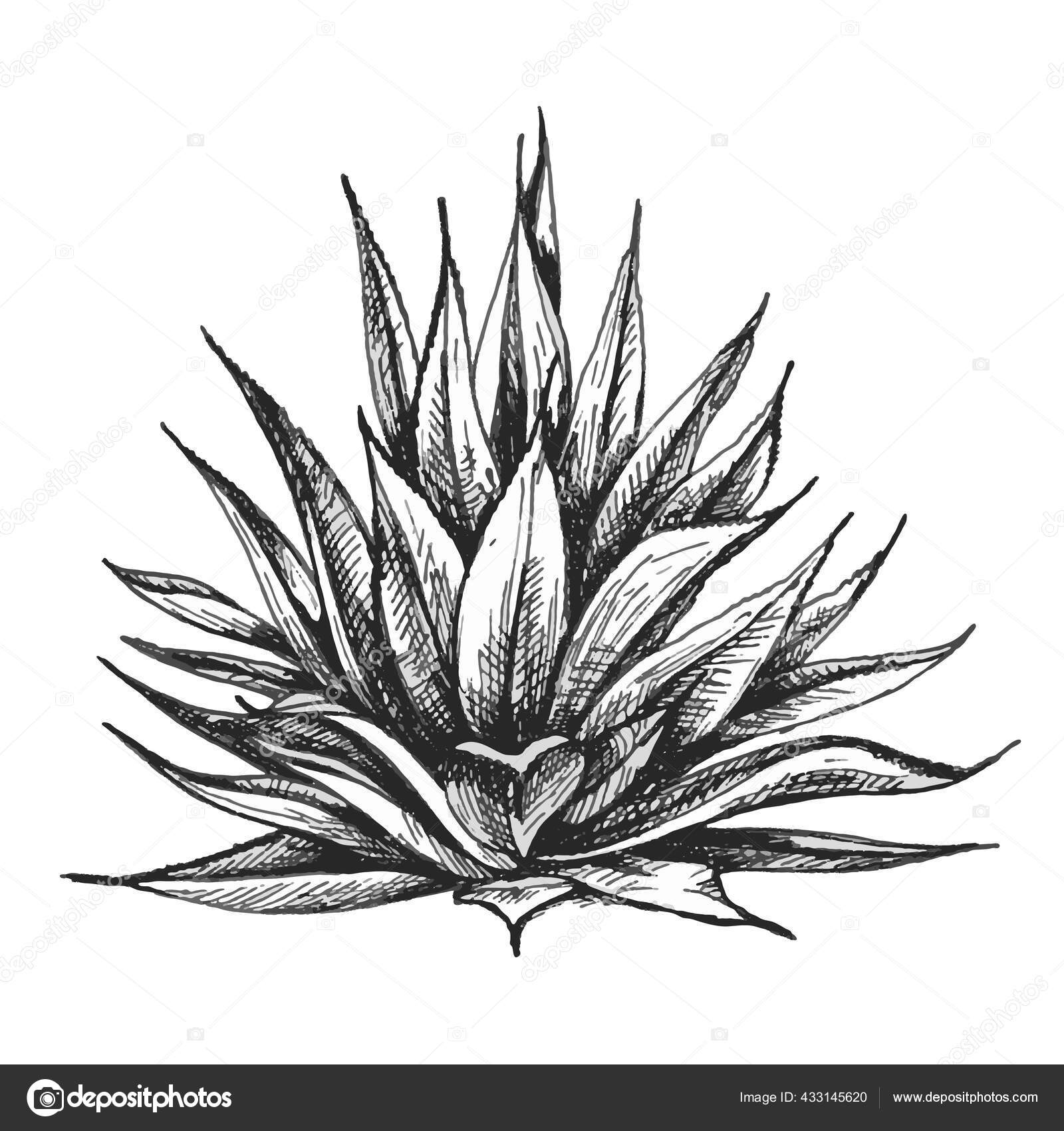 Cactus blue agave. Vector vintage hatching illustration. Isolated on ...