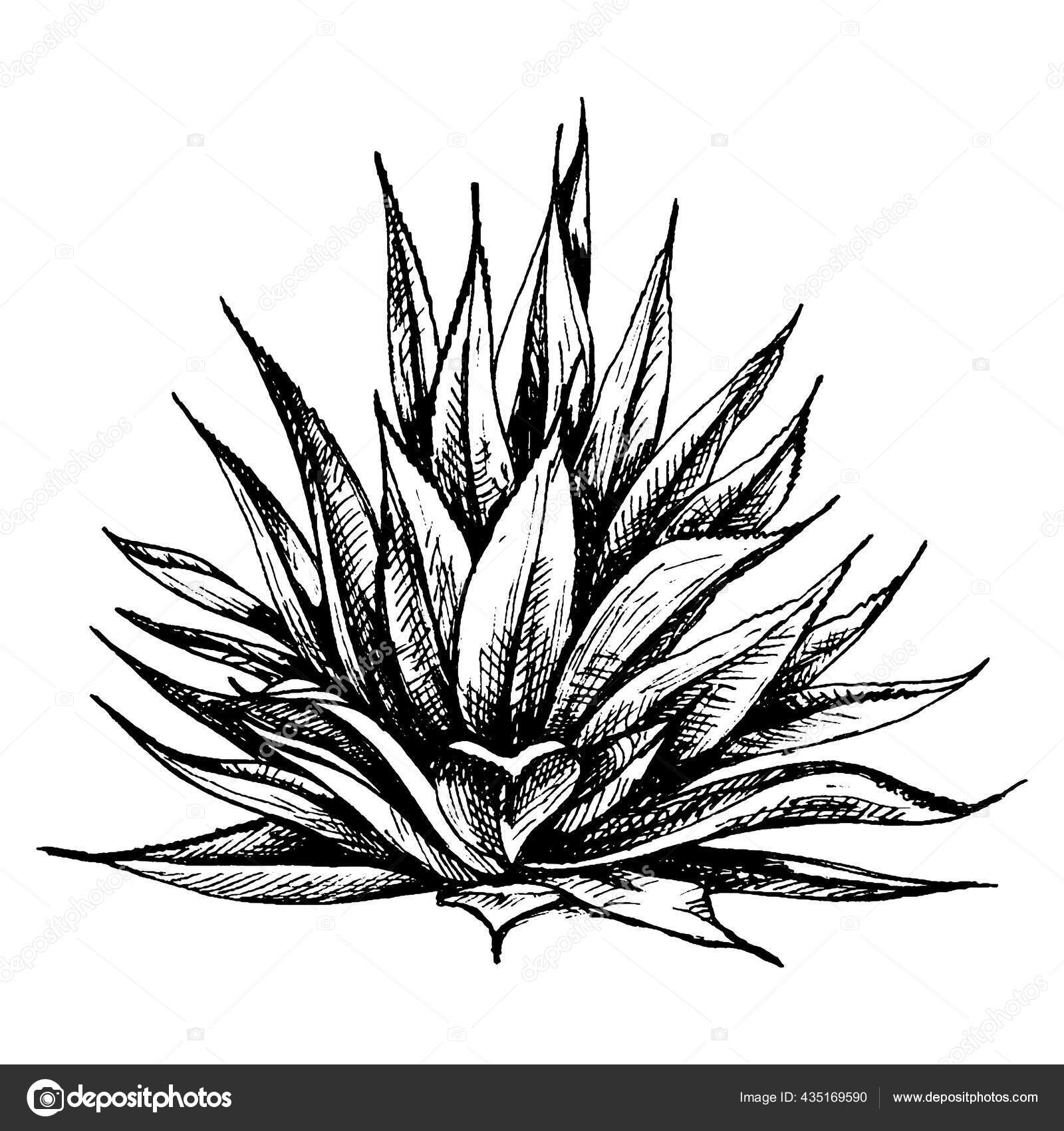 Cactus blue agave. Vector vintage hatching illustration. Isolated on ...