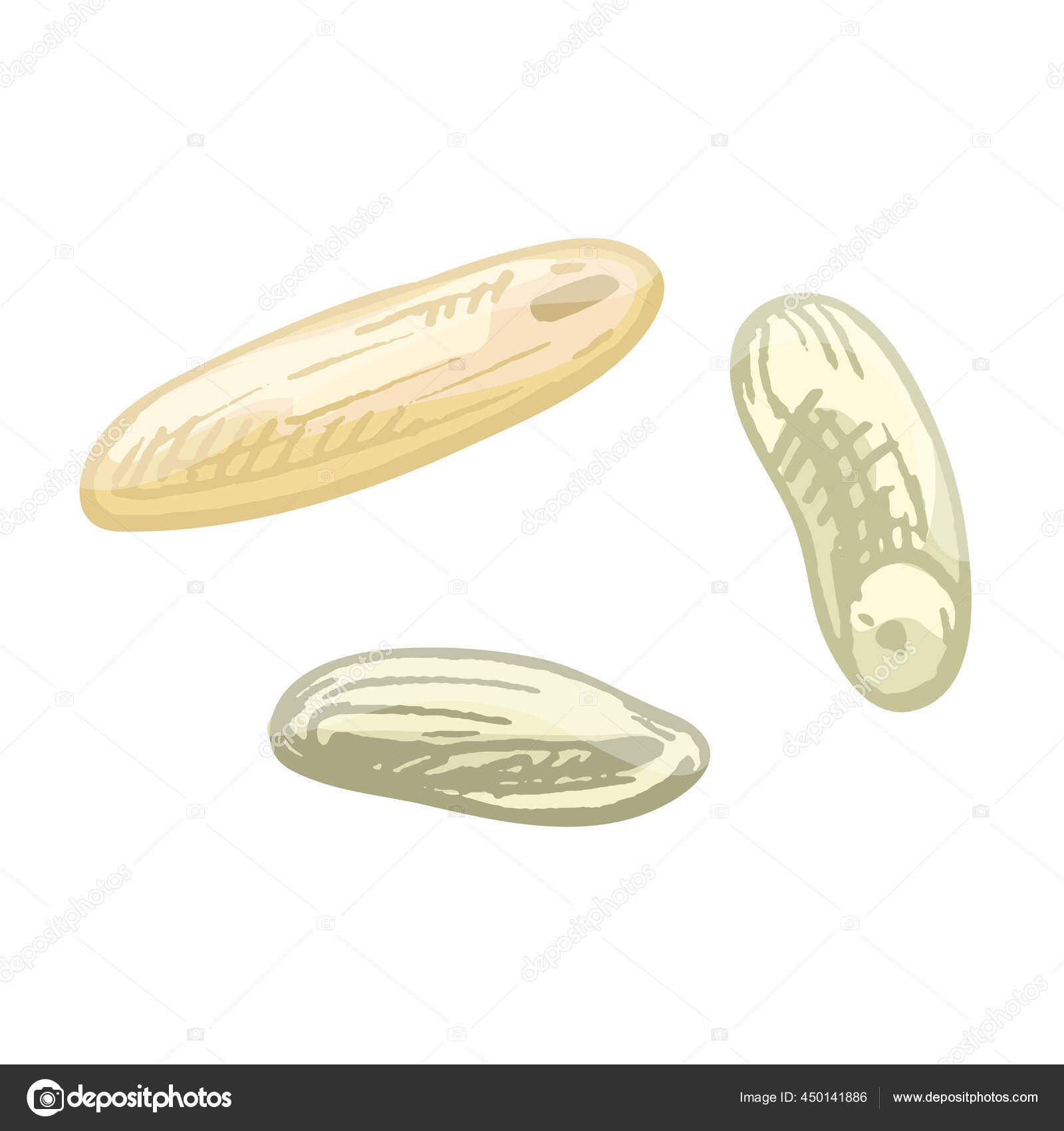 Grains of rice. Vector color vintage hand drawn hatching illustration ...