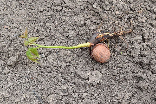 Sprout walnut Stock Photos, Royalty Free Sprout walnut Images ...