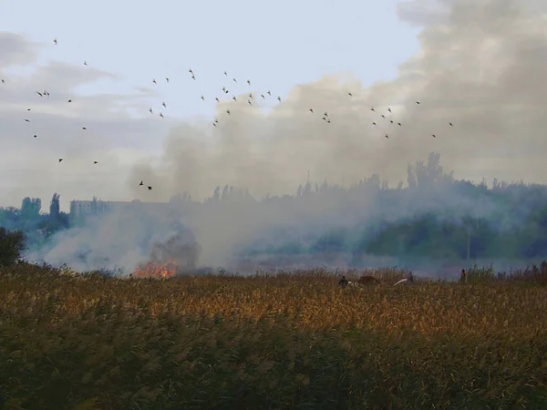 Apocalypse field Stock Photos, Royalty Free Apocalypse field Images ...