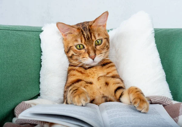 Cute Cat Studying