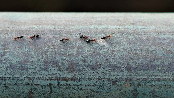 Ants on pipes Stock Photos, Royalty Free Ants on pipes Images ...