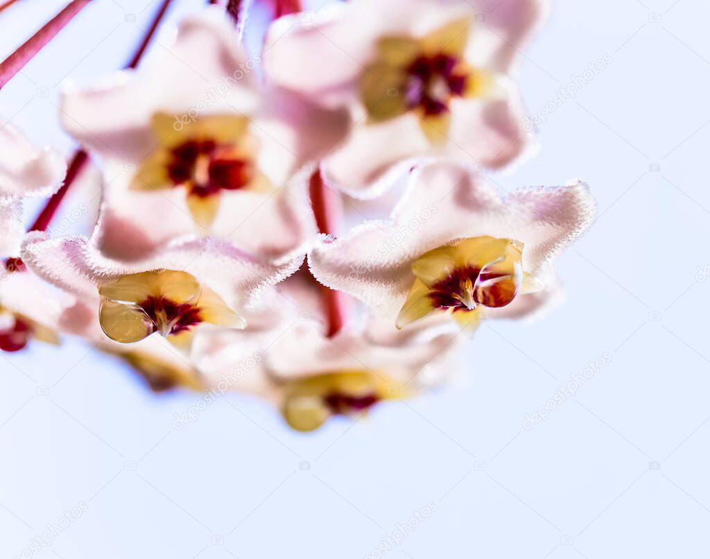 Primer plano de flores en forma de estrella de color rosa blanco de ...