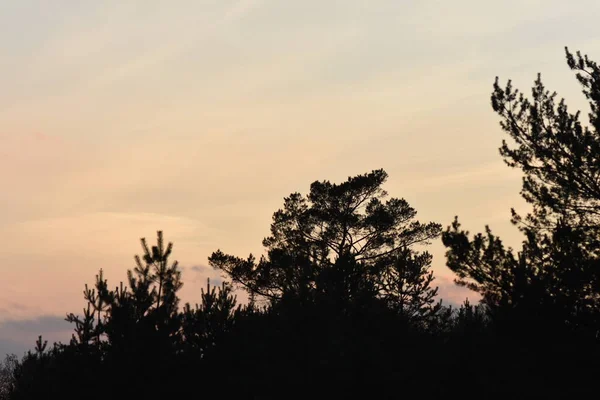 Sunset pine trees Stock Photos, Royalty Free Sunset pine trees Images | Depositphotos