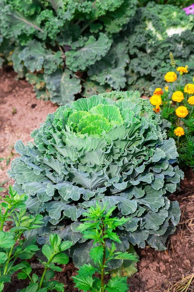 Green ornamental cabbage in garden, vertical view - Stock Image ...