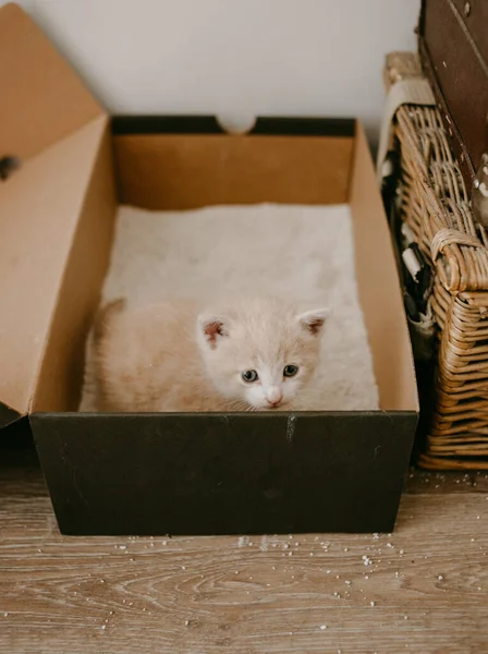 Kitten box Stock Photos, Royalty Free Kitten box Images | Depositphotos