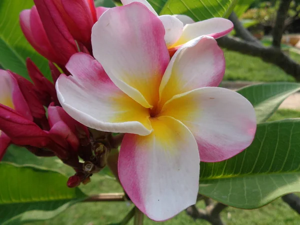 Flower mango Stock Photos, Royalty Free Flower mango Images | Depositphotos