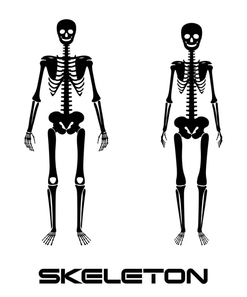 3,320 Skeleton woman Vector Images | Depositphotos