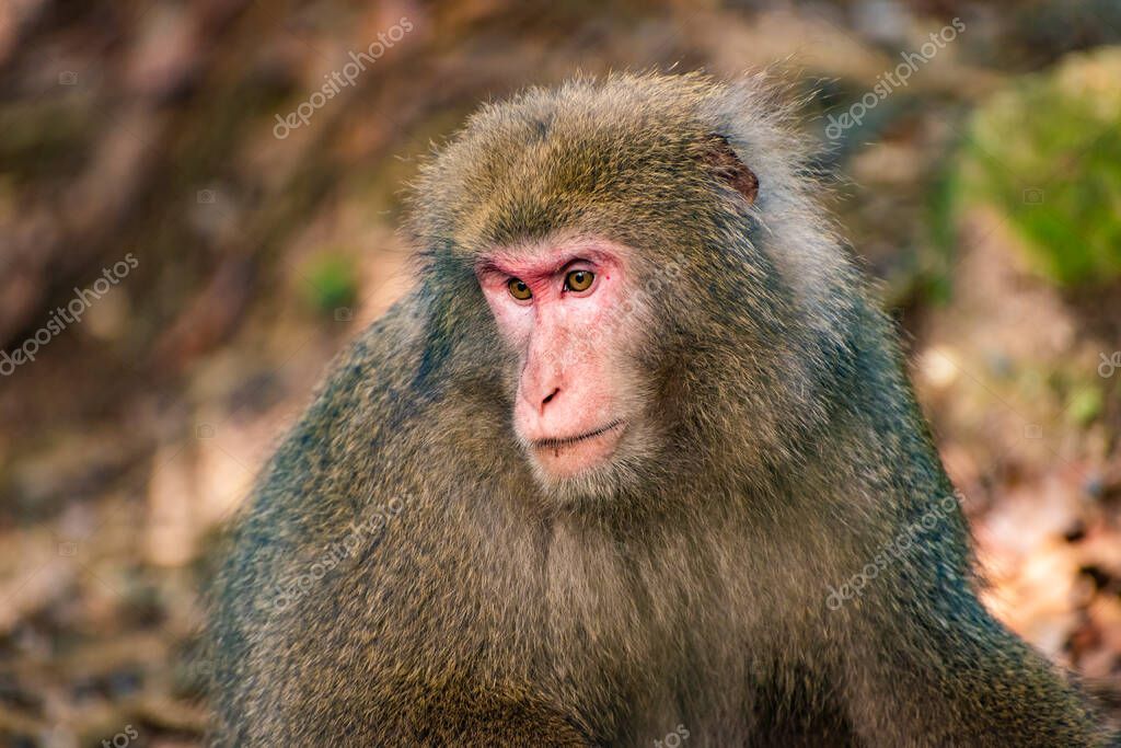 Wild Yakushima Mono macaco en la isla de Yakushima, Japón 2022