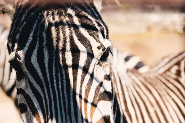 101 Poking its head Stock Photos | Free & Royalty-free Poking its head ...